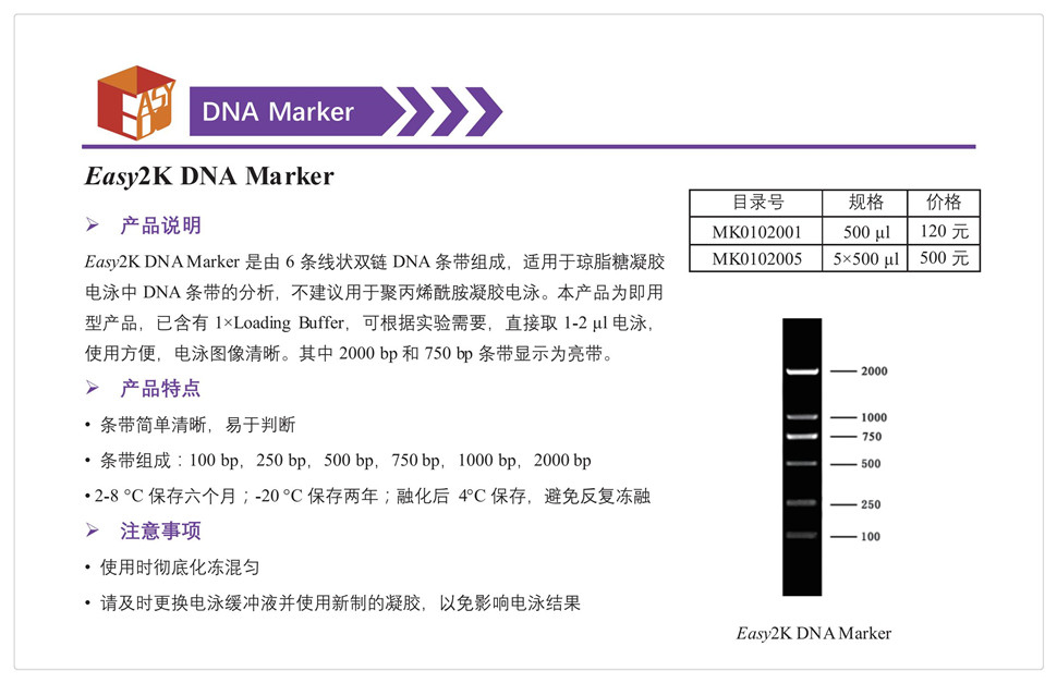 Easy2K DNA Marker 凝胶电泳2000片段标准条带 - 浙江易思得生物科技有限公司
