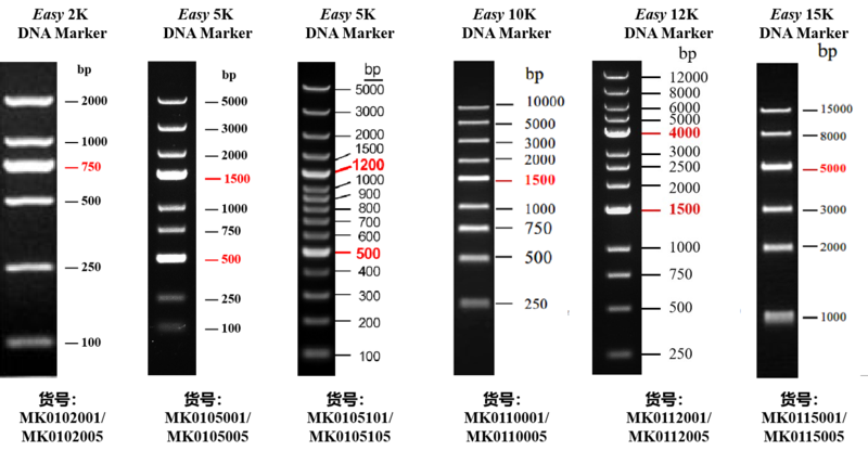 Easy 5K DNA Marker 凝胶电泳5000片段标准条（MK0105001） - 浙江易思得生物科技有限公司